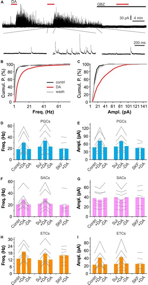 Frontiers Dopaminergic Modulation Of Glomerular Circuits In The Mouse Olfactory Bulb