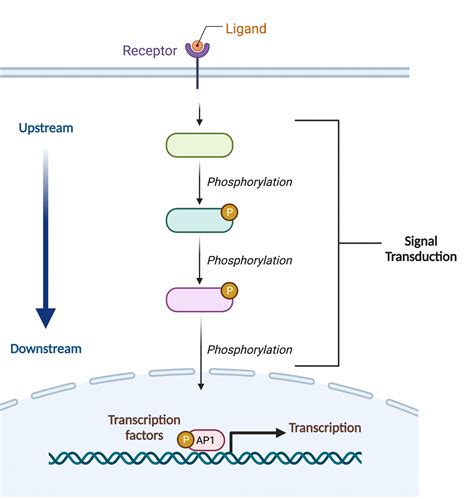 11 3 signal transduction college biology i