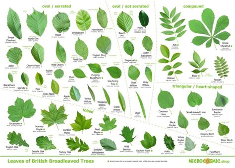 Types Of Leaves Chart