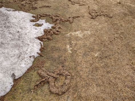 Vole And Pocket Gopher Damage