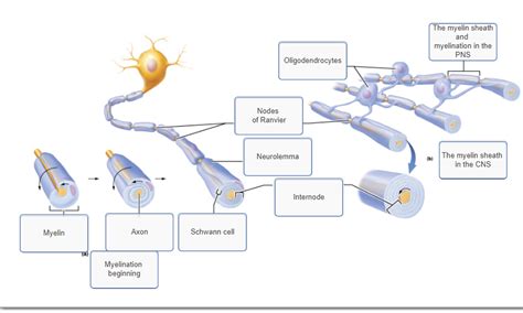 Solved The Myelin Sheath Arndd Myelination In The Pns