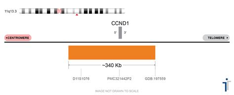 Ccnd1 Fish Probe Orange Empire Genomics Ccnd1 Fish Probe Orange Empire Genomics