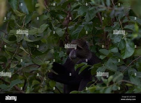 Blue Monkey Diademed Monkey Cercopithecus Mitis Portrait Species Of Old