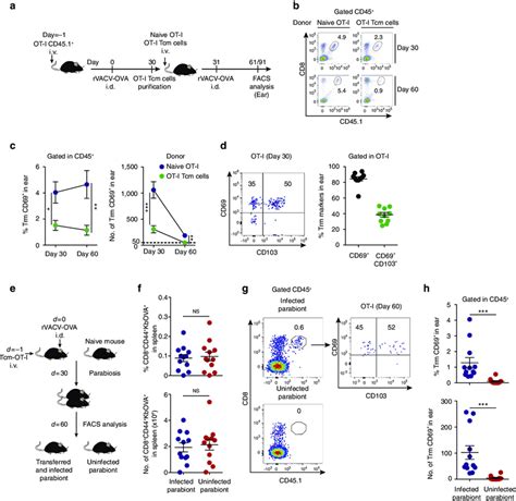 Plasticity Of Central Memory T Cells To Become Trm Cells Upon Viral Download Scientific