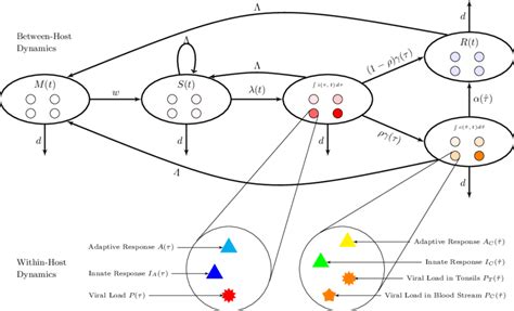 Flowchart Of The Multi Scale Model Here λt Represents The Force Of Download Scientific