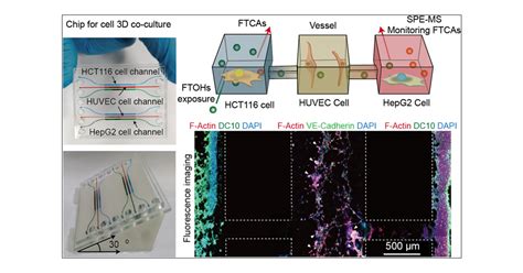 Microfluidic Chip Based Modeling Of Three Dimensional Intestine Vessel Liver Interactions In