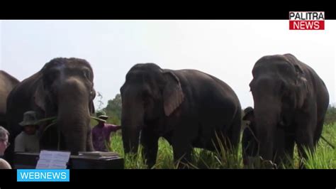 კლასიკური მუსიკით მოხიბლული სპილოები Youtube