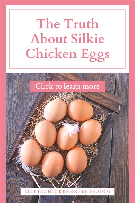 A Complete Guide To Silkie Chicken Eggs Artofit