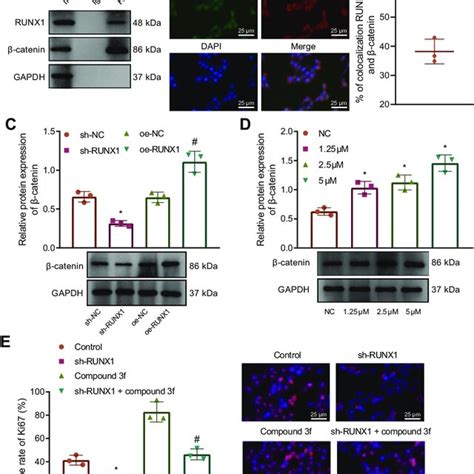 Runx1 Activates The Wntβ Catenin Signaling Pathway To Promote The