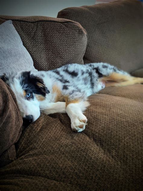 Sleepy Scout : r/miniaussie