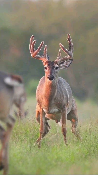 당신과 아이컨텍 하는 오줌싸는 사슴 Youtube