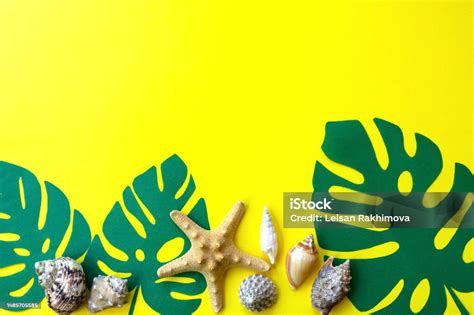 몬스테라 잎과 조개껍데기로 만든 창의적인 레이아웃 복사 공간 0명에 대한 스톡 사진 및 기타 이미지 0명 관목 나무