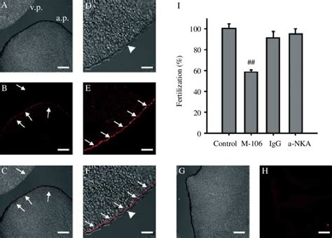 B1 Integrin Subunit Immunofluorescence Localization In Oocytes And Download Scientific Diagram