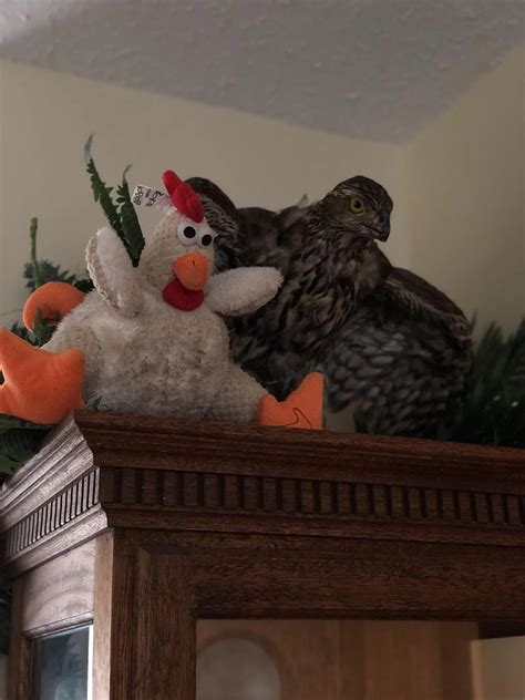 Chicken Hawk Chickenhawk I Didnt Even Realize The Magic I