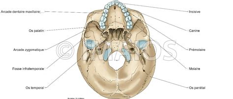 Foramen Jugulaire