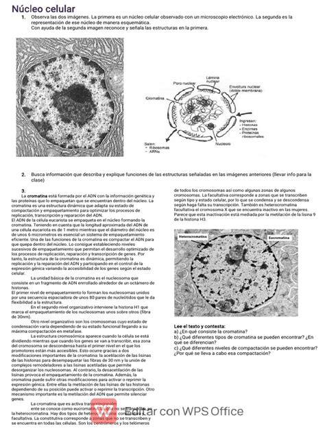 Núcleo Pdf Cromatina Histona
