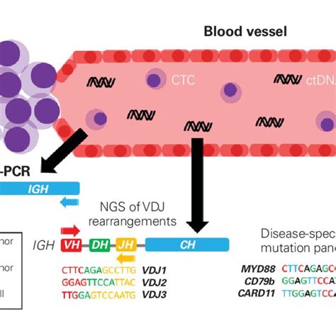 Molecular Monitoring Of Circulating Tumor Cells And Circulating Tumor Download Scientific