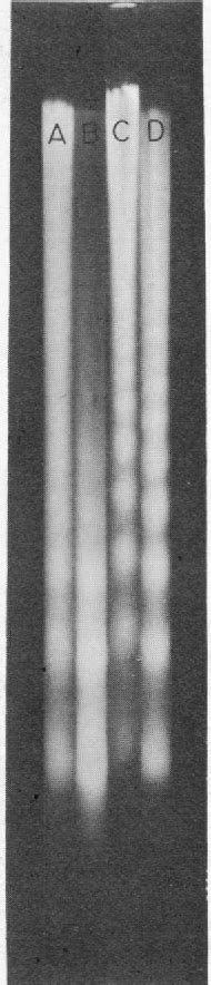 Figure 1 From Subunit Structure Of A Naturally Occurring Chromatin