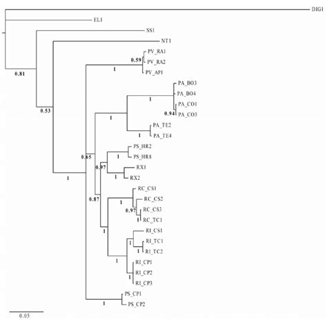 majority rule consensus bayesian tree based on a concatenated dataset