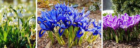 Луковичные цветы многолетники 80 фото