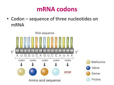 Ppt Rna And Protein Synthesis Powerpoint Presentation Free Download