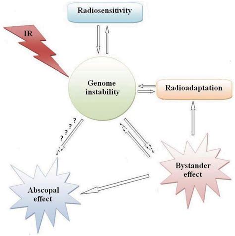 Possible Inter Relationships Between Cellular Responses To Ionizing Download Scientific Diagram