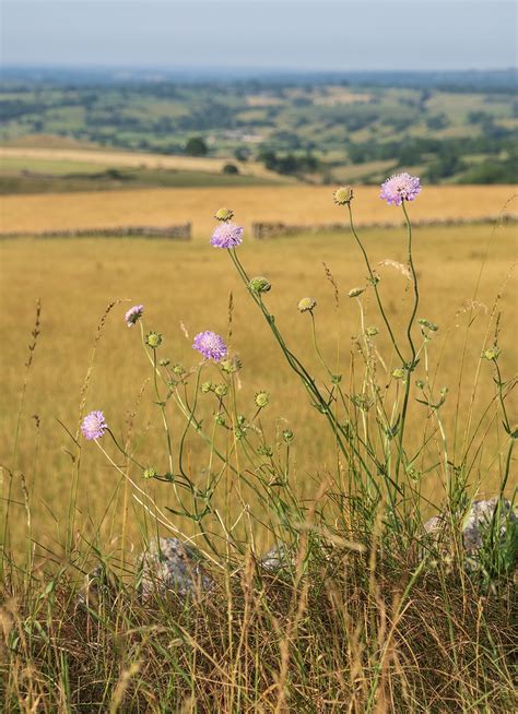 Scabious Flowers Album On Imgur