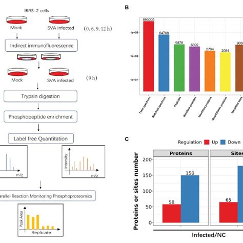 A Quantitative Overview Of The Phosphoproteomic Analysis Of Download Scientific Diagram
