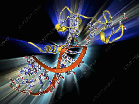 Hiv Nucleocapsid Protein Molecule Stock Image F009 5874 Science Photo Library