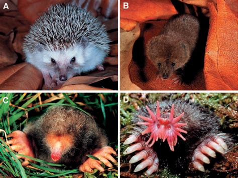 Examples Of Insectivores