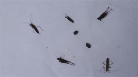 Pest Detection Object Detection Model By School