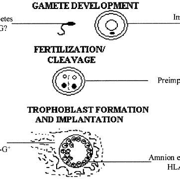 HLA Expression Varies Throughout Pregnancy And Controversy Surrounds Download Scientific
