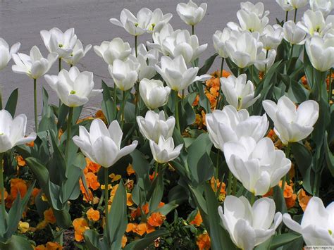 Тюльпан Мондиал Фото (Много фото!) - artshots.ru