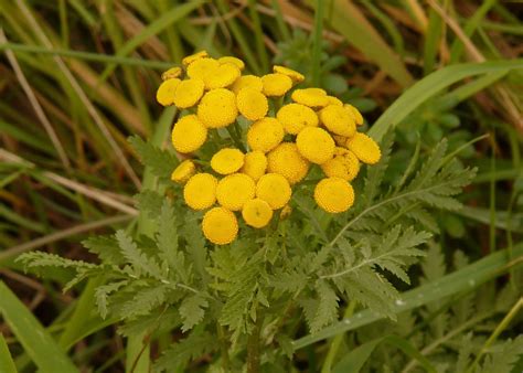 Les Mauvaises Herbes Adventices Des Alliées Pour Votre Jardin