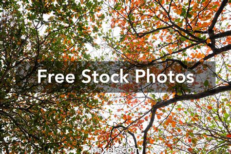 Autumn Tree Clear Background Photos Download The Best Free Autumn Tree