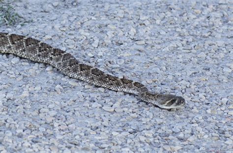 Adw Crotalus Atrox Information