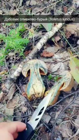 Дубовик оливково-бурый (Boletus luridus) #боровик #болетовые #чзг # ...