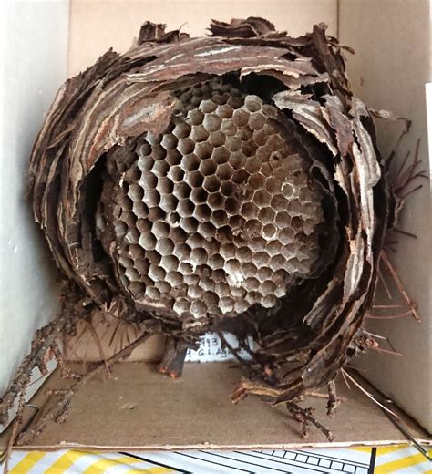 Paper Wasp Nest