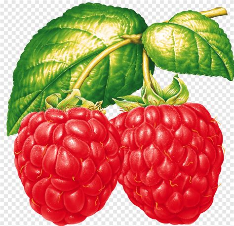 라즈베리 과일 블랙 베리 음식 라즈베리 자연 식품 Frutti Di Bosco Png Pngegg