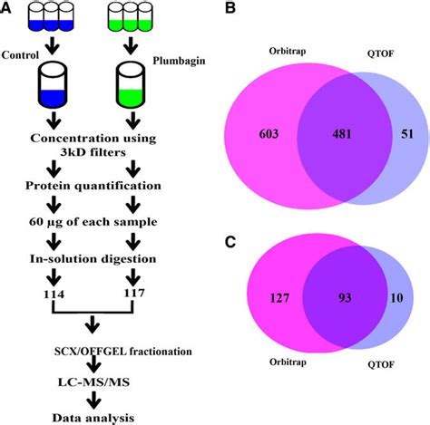 A Schematic Representation Of The Itraq Based Quantitative Proteomics Download Scientific