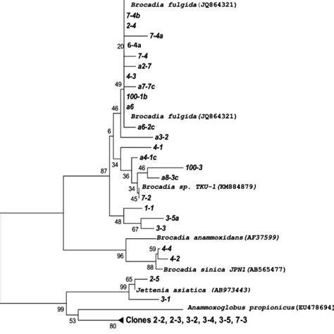 A Phylogenetic Tree Constructed Using The Neighbor Joining Method The