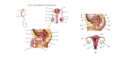 Reproductive Systems Diagram Quizlet