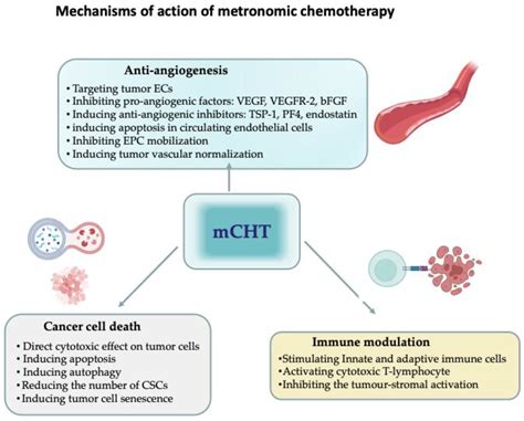 Jcm Free Full Text Metronomic Chemotherapy For Metastatic Breast Cancer Treatment Clinical