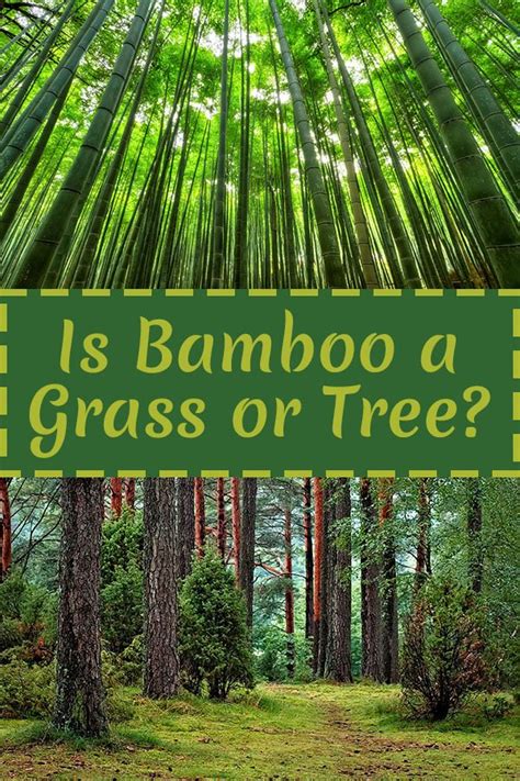 Is Bamboo A Grass Or A Tree Bamboo Plants HQ