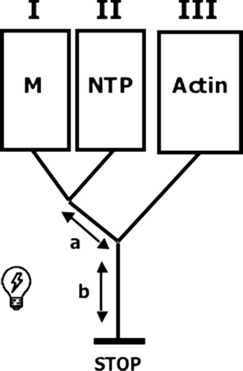 Schematic Of Double Mixing Stopped Flow Method Double Mixing Download Scientific Diagram
