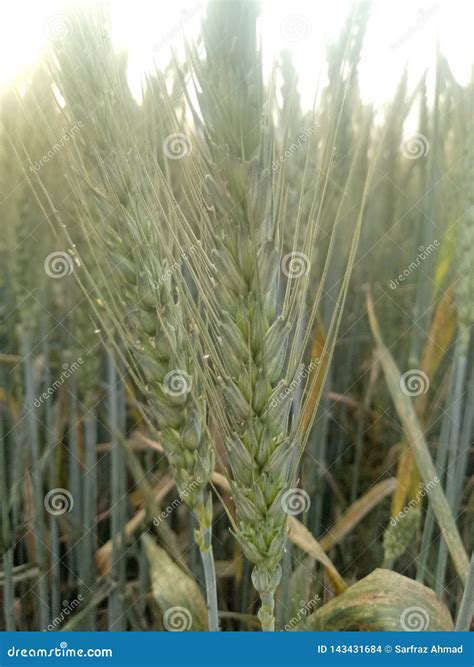 WheatPlants Stock Photo Image Of Grown Worldwide Food