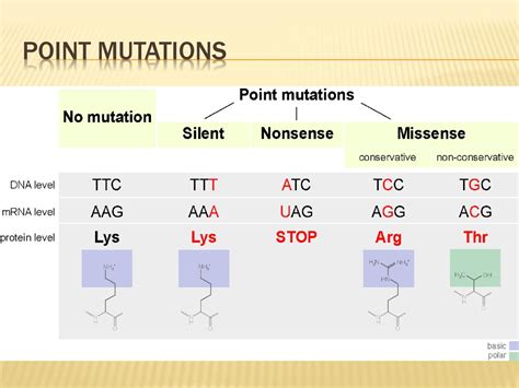 Protein Synthesis Ppt Download