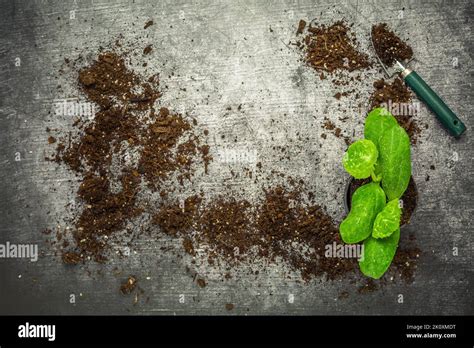 vegetable propagation and replanting seedling concept with flowerpots