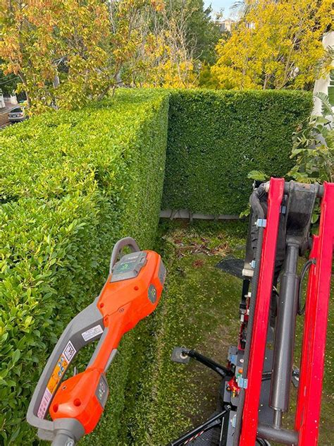Arborist Melbourne VIC Precise Tree Services