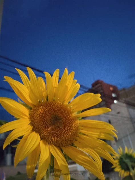 今泉公園で撮影。ヒマワリと夜空。周辺は薄 福岡県福岡市中央区 Drolivine ドクター・オリビン ウェザーニュース